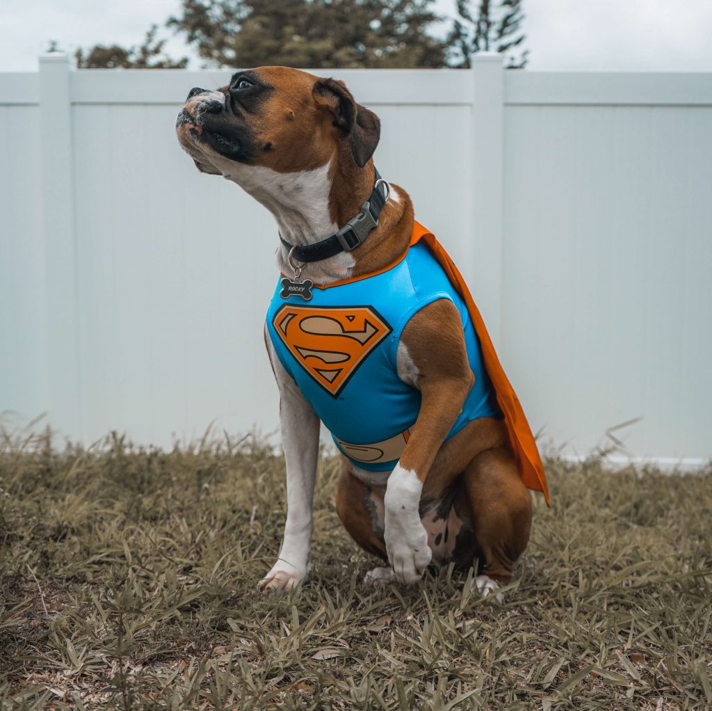100+ DC Hero Puppy Names - The Puppy Toolbox