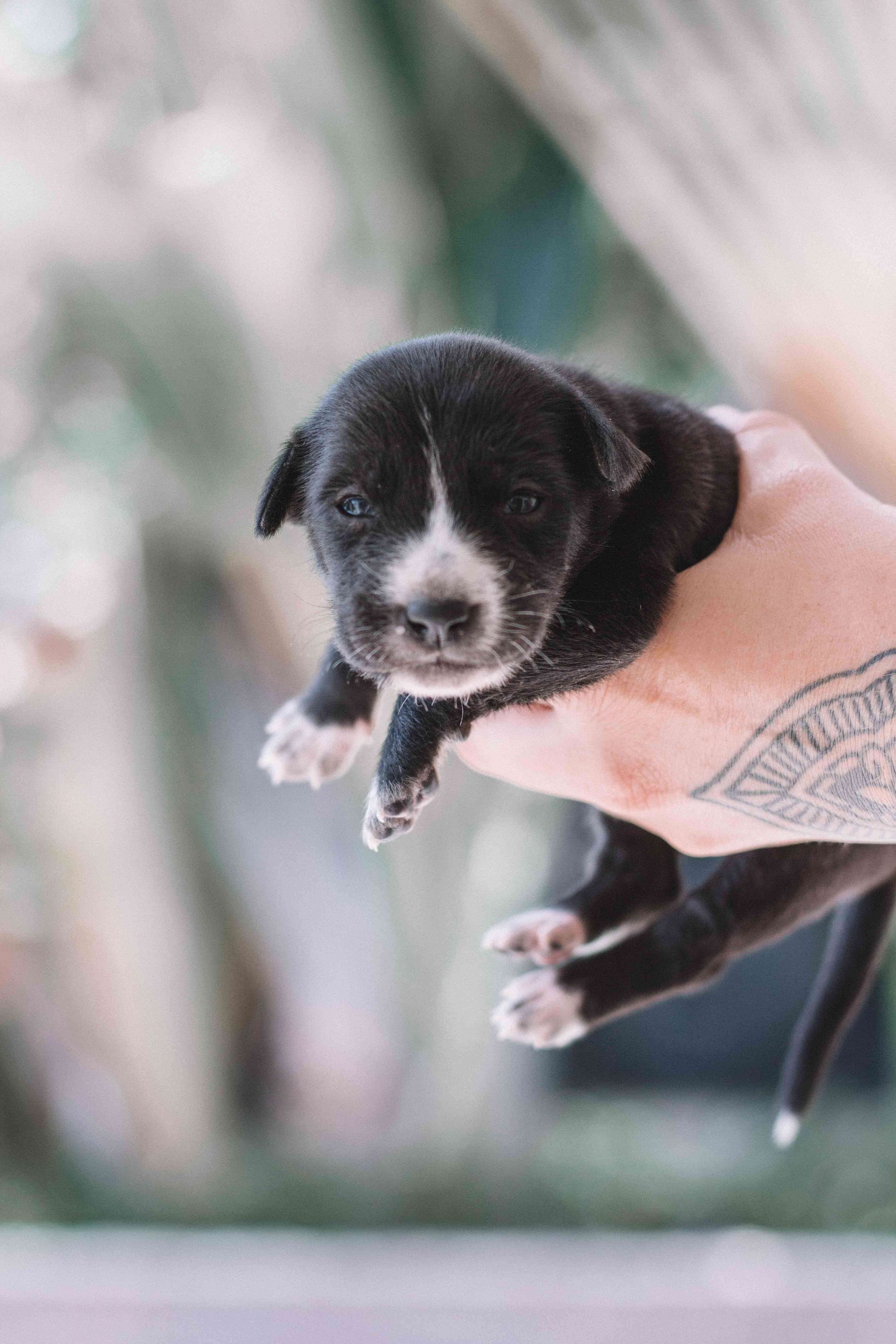 Puppy Paw Care: Everything You Need to Know - The Puppy Toolbox